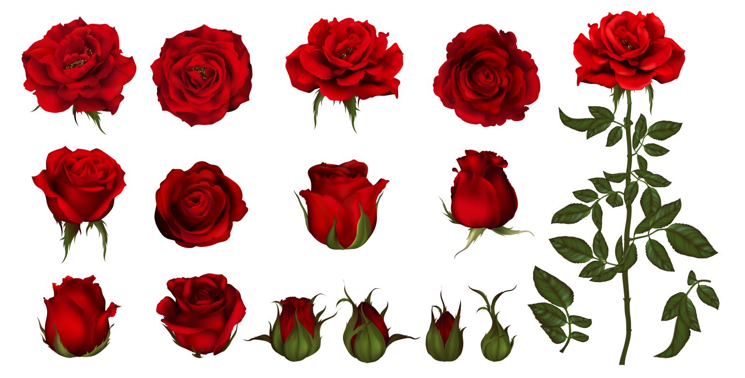 🌹 Rose Emoji: Make Your Messages Romantic 💖 With The Amorous Red Flower ...