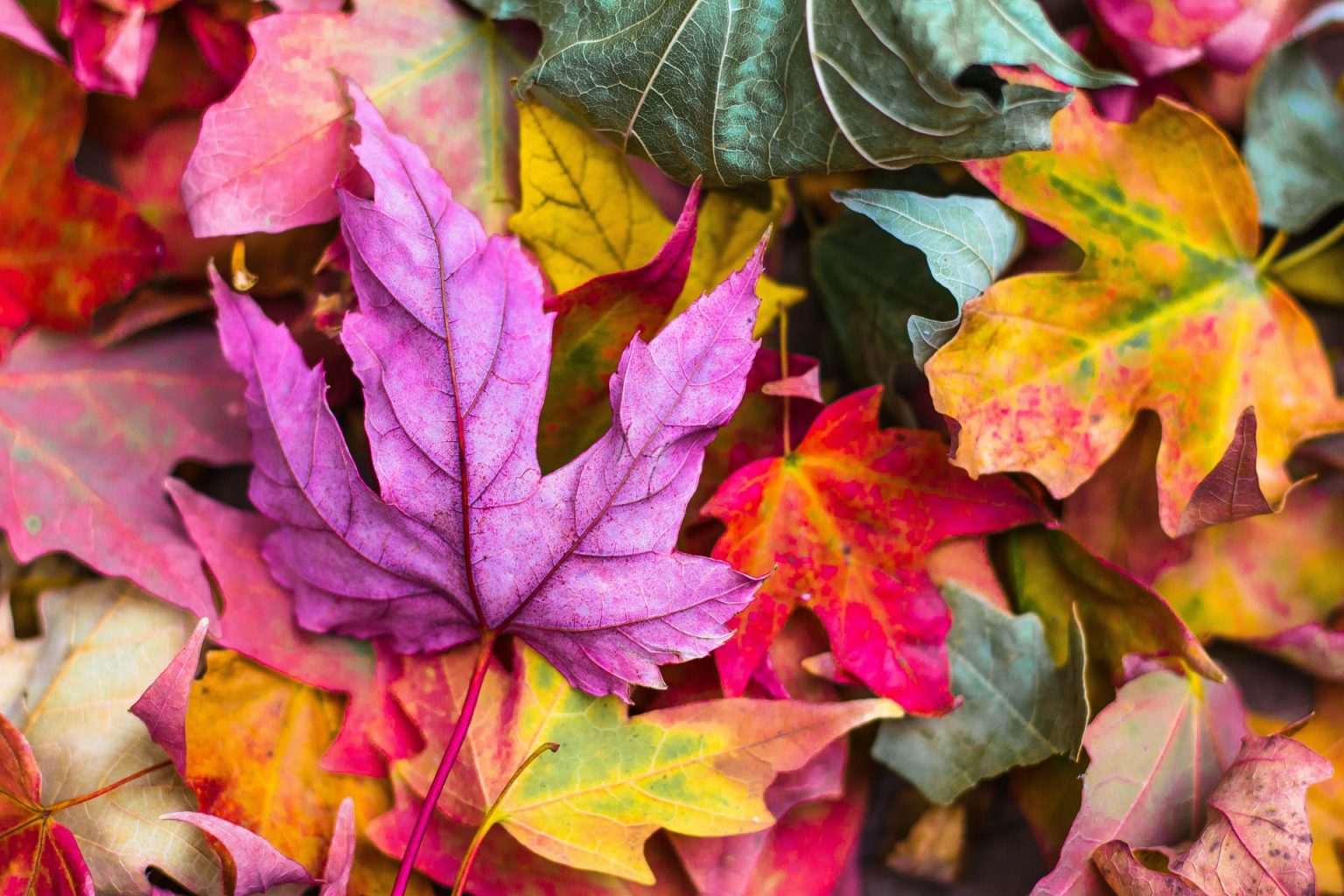 🍂 Fall Emojis: Feast Your Eyes With the Colors of Autumn | 🏆 Emojiguide